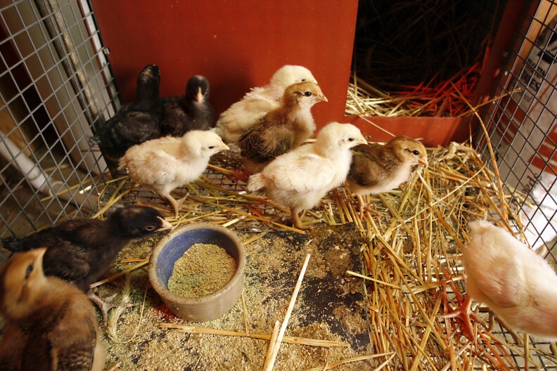 How baby chickens became America’s hottest commodity