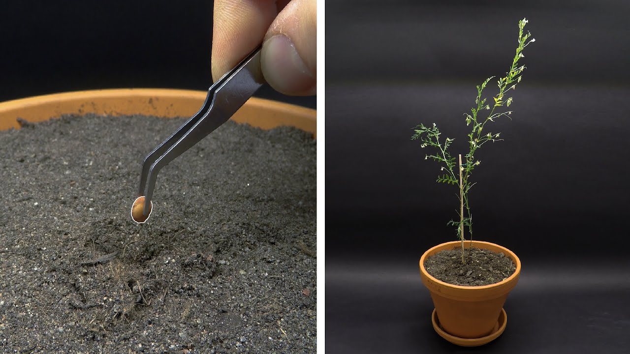 Growing RED LENTILS Time Lapse - Seed to Lentil in 63 Days