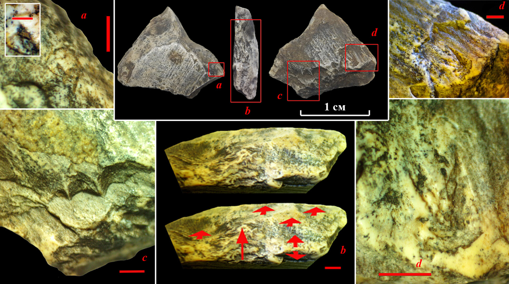Are These Mysterious 400,000-Year-Old Artifacts the Oldest Ivory ...