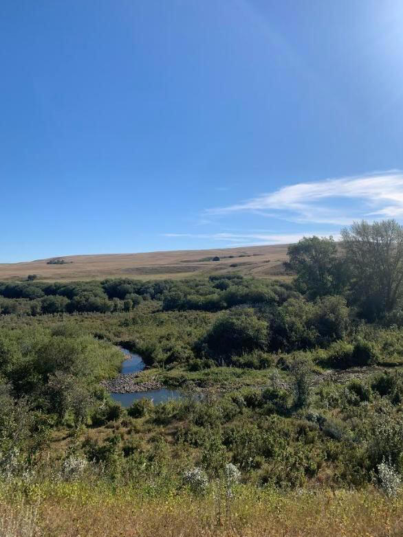 B.C. author's debut novel brings outlaw Belle Jane, head of a cattle ...