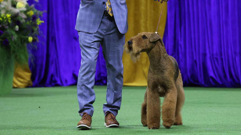 Breeds 101: Meet the Airedale Terrier