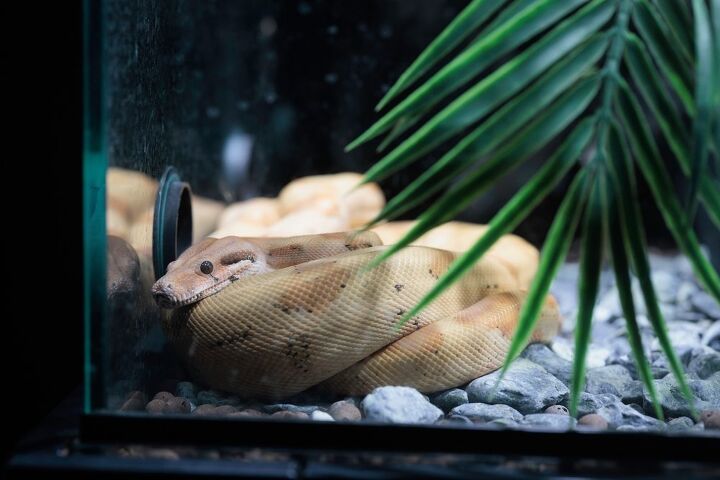 How to Set Up a Comfortable Habitat for Your Pet Snake