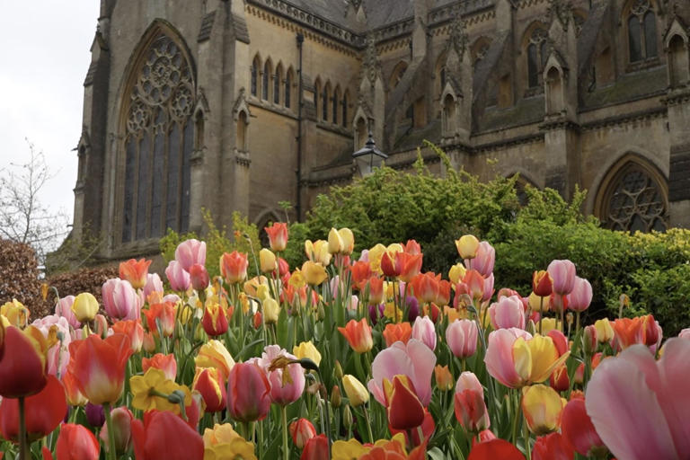 13 more fantastic photos of Arundel Castle Tulip Festival in West Sussex