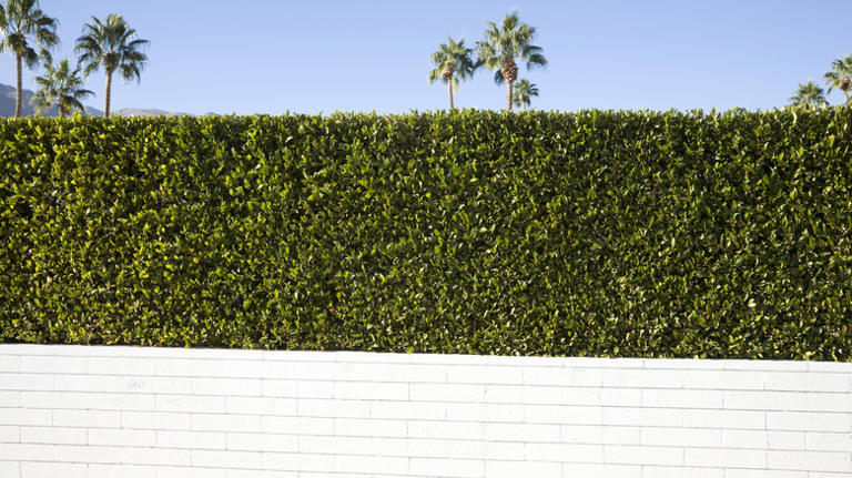 How To Plant Boxwood Shrubs Along A Fence Line For An Elegant Landscape