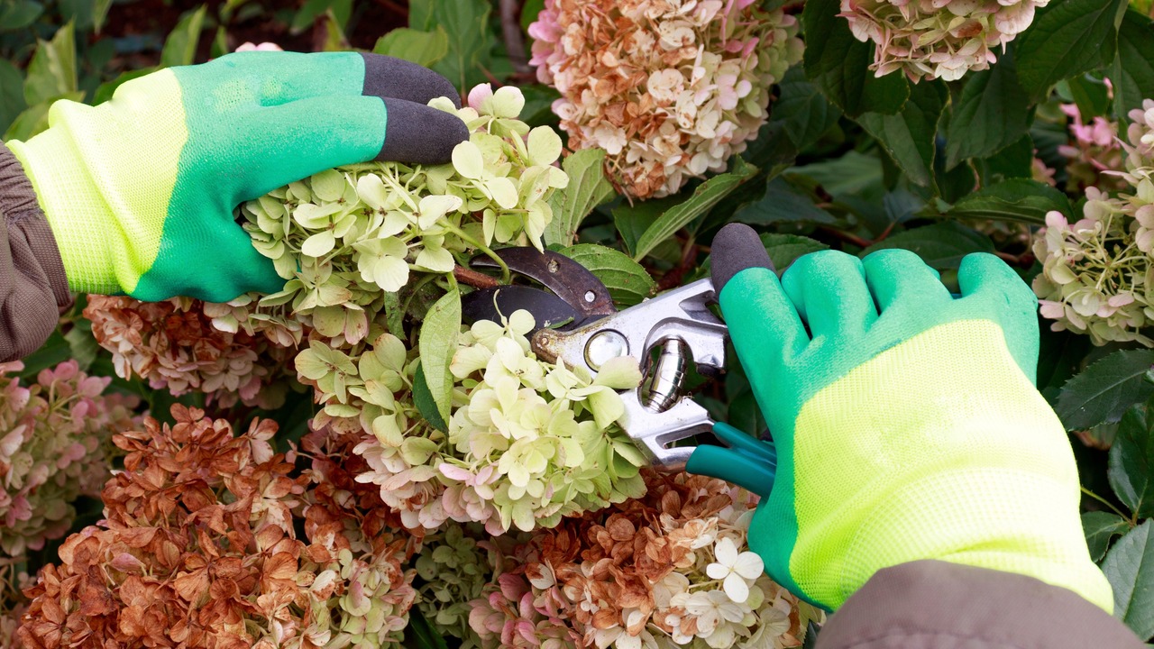 Get Your Hydrangeas Summer-Ready With These Pruning Tips