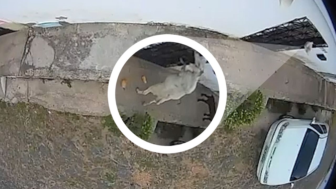 Woman sets up hidden camera to catch bread thieves, finds hungry goats