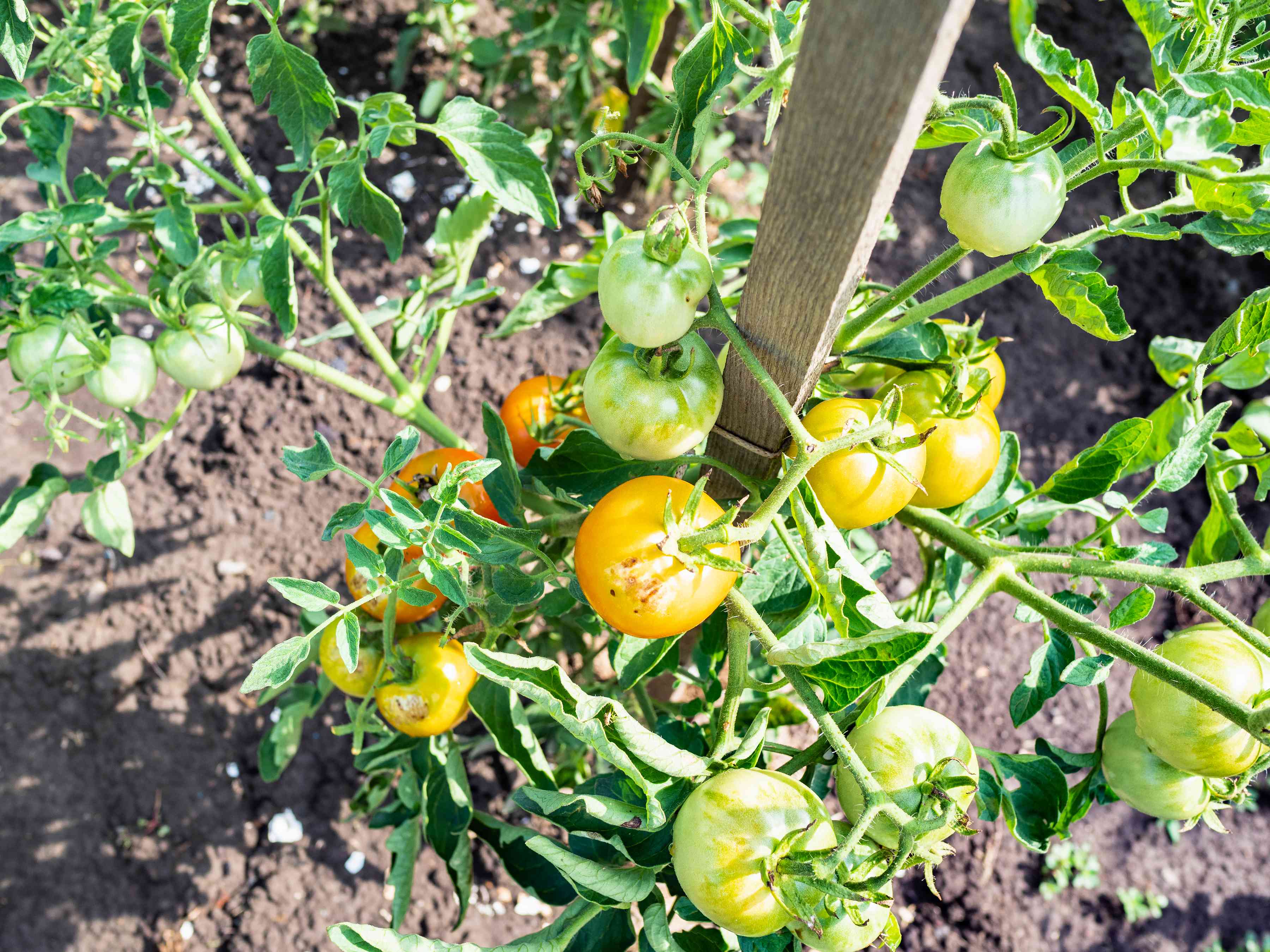 6 Staking Tips You Need to Follow for Happy Tomatoes, According to ...