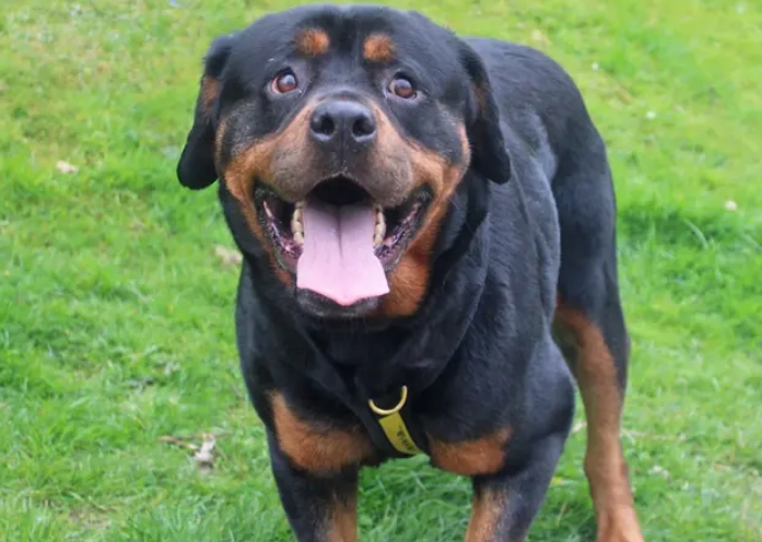 17 delightful dogs and puppies at Dogs Trust Merseyside looking for new ...