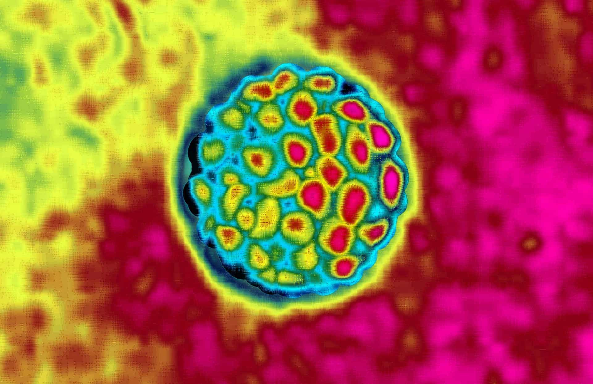 ¿Cómo saltan los virus de los animales a los humanos?