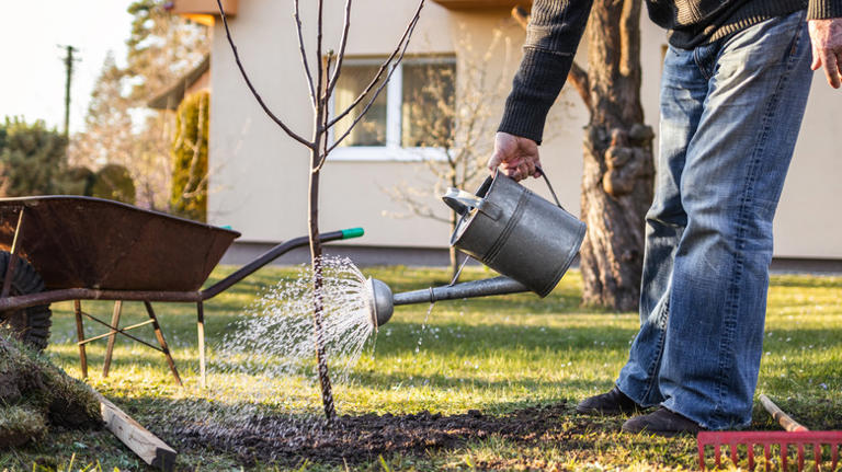 The Best Fruit Tree Fertilizers For Natural, Budget-Friendly Support