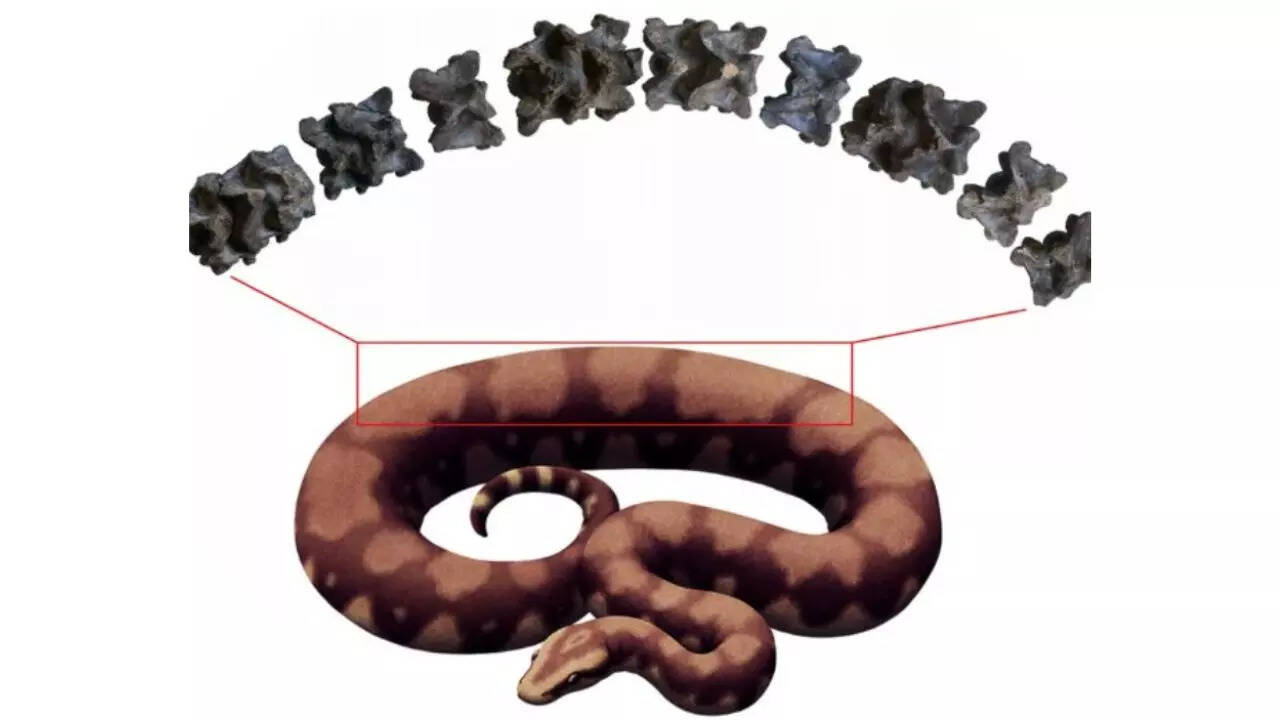 47 million years old Vasuki Indicus snake discovered in India: 5 things ...
