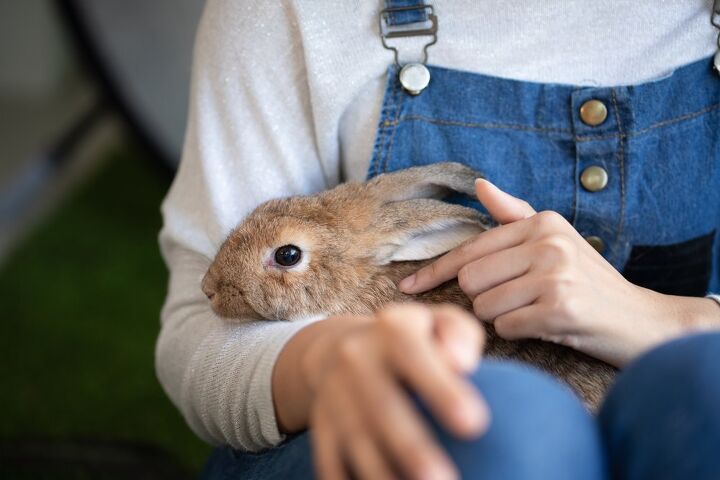 How to Care for a Rabbit: A Practical Guide for New Owners