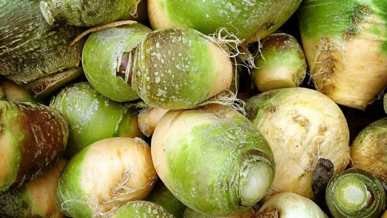 Rutabaga Vs Turnip: Key Difference Between These Root Vegetables