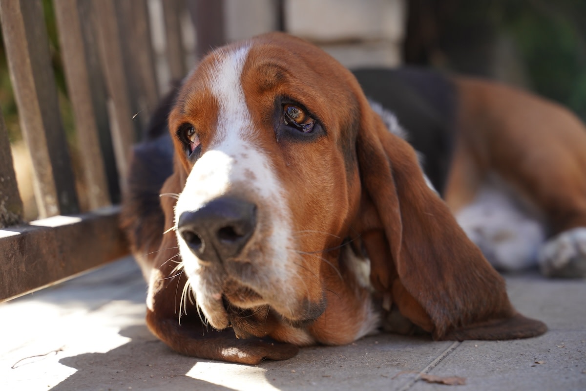 Depressed Shelter Basset Hound Lights Up with Happiness Seeing Rescuer ...