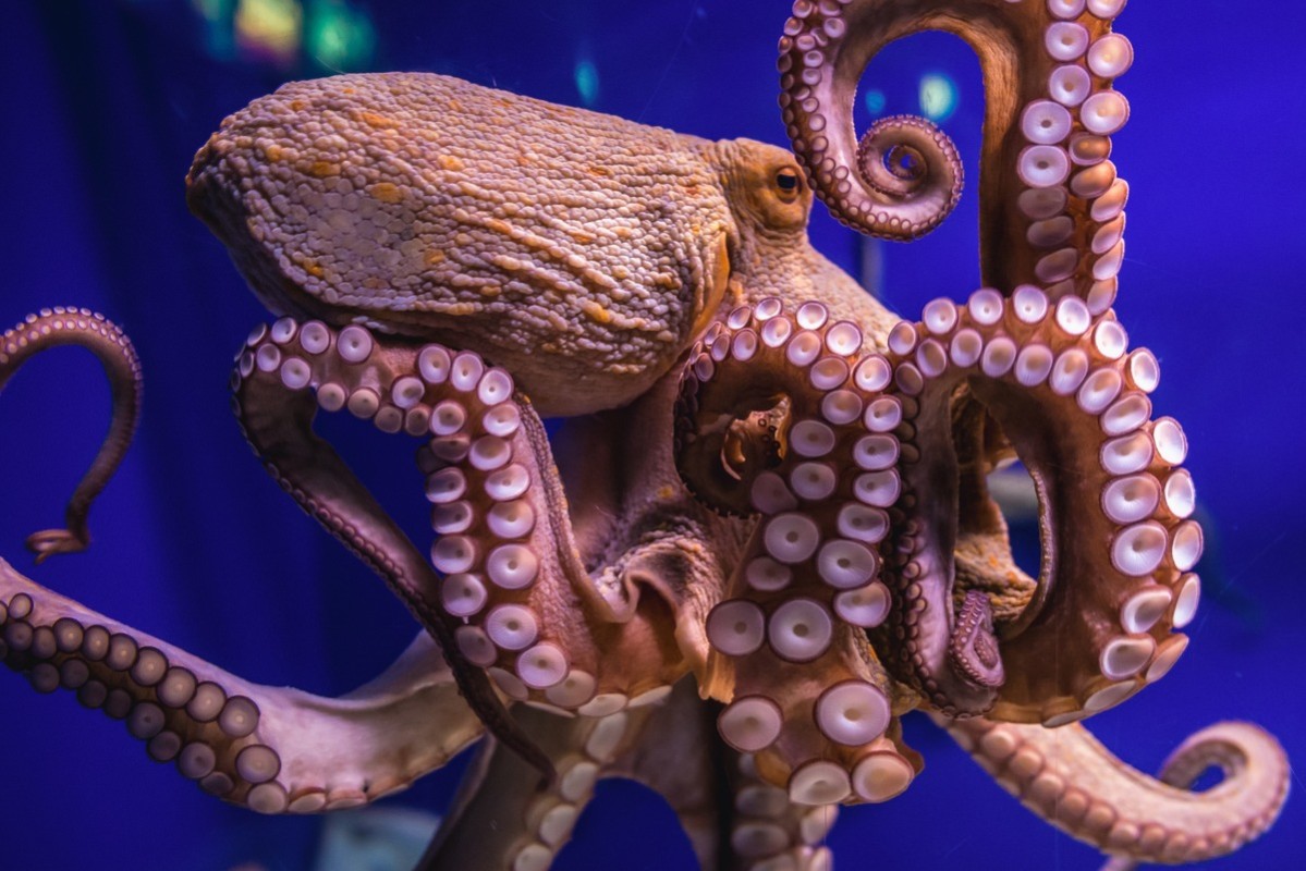 'Affectionate' Octopus Has Rare Encounter with Diver and People Can't ...