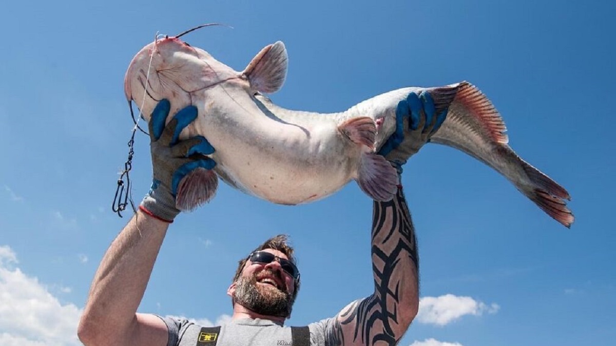 Chefs Compete to Tame Invasive Catfish at Cookoff