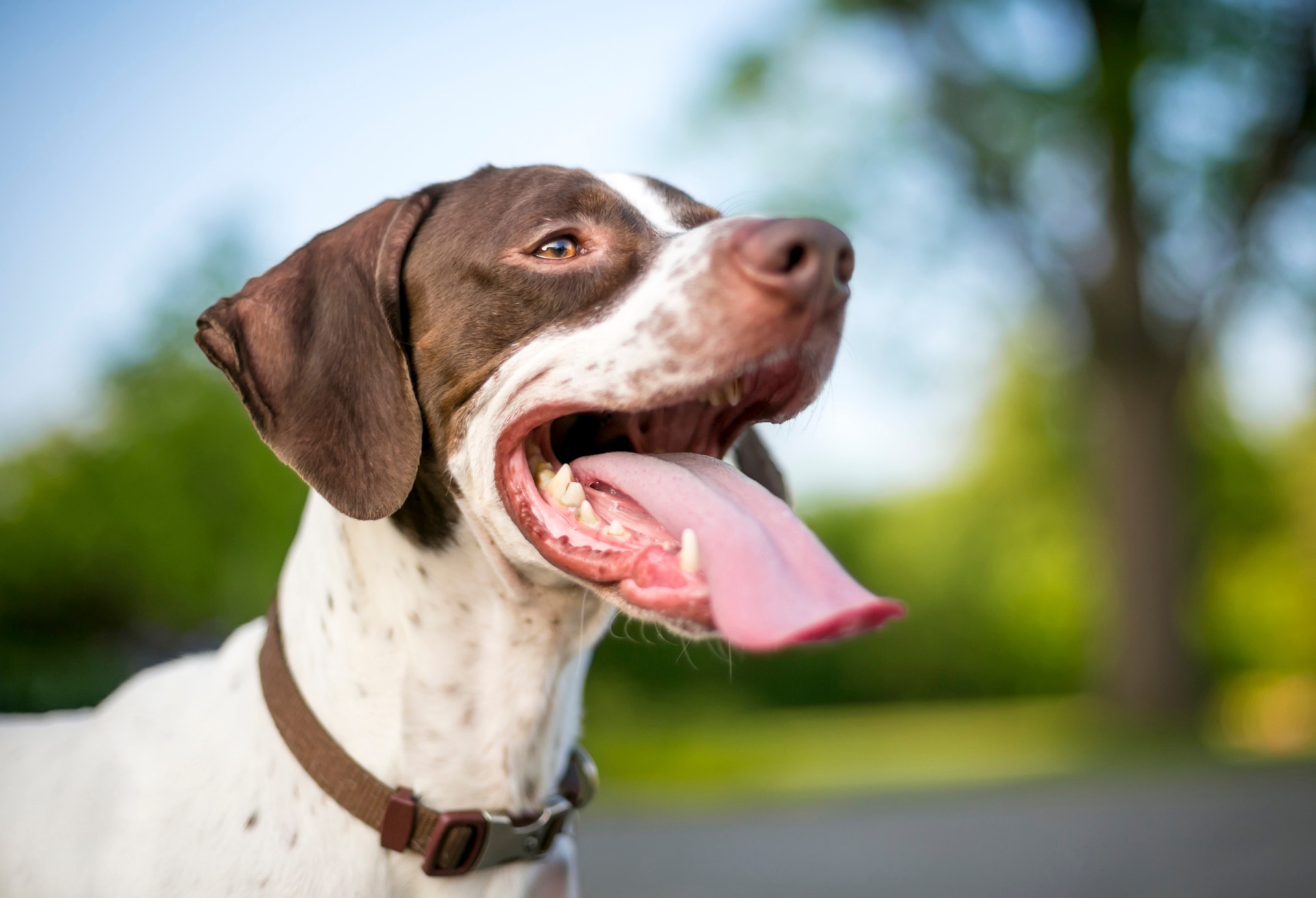 The laziest (and most active) dog breeds, ranked