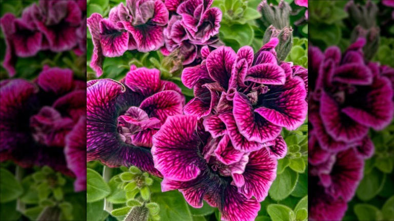 The Stunning Easy-To-Grow Petunia Variety You'll Want To Plant For ...