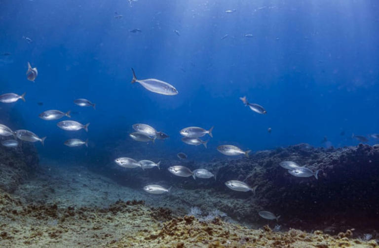 Venomous aquatic invader spreads across Israeli coasts, Europe thanks ...