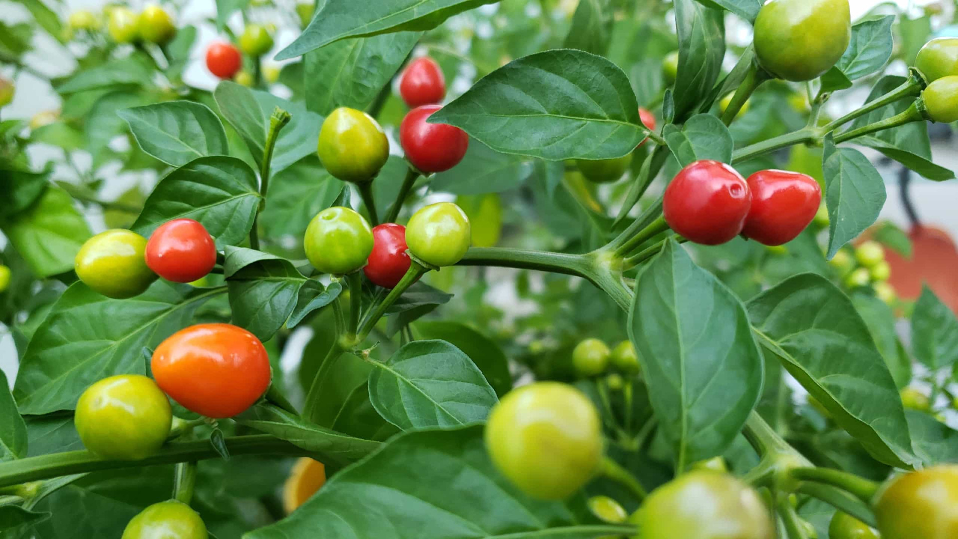 The world’s hottest peppers and where to eat them