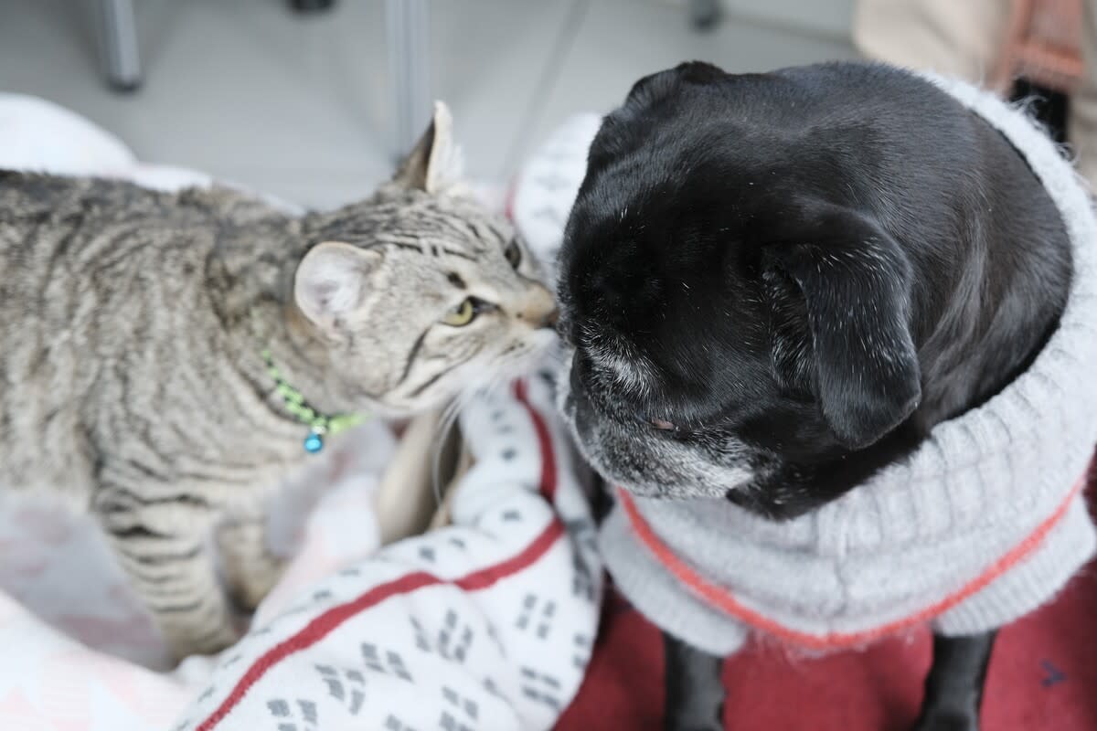 Pug and Tabby Cat Siblings' Heartwarming 'Soul Mate' Bond Is Touching ...