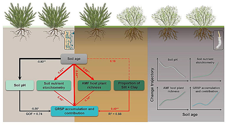 Research uncovers how soil proteins and organic matter stabilize carbon over millennia