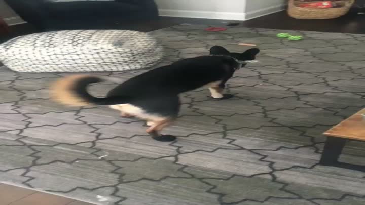 Dog Walks Funny in House With New Shoes On