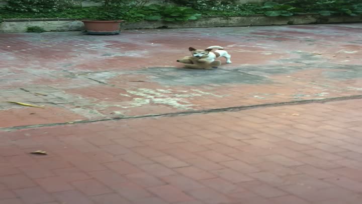 Dog Screams Wildly While Shaking Favorite Toy