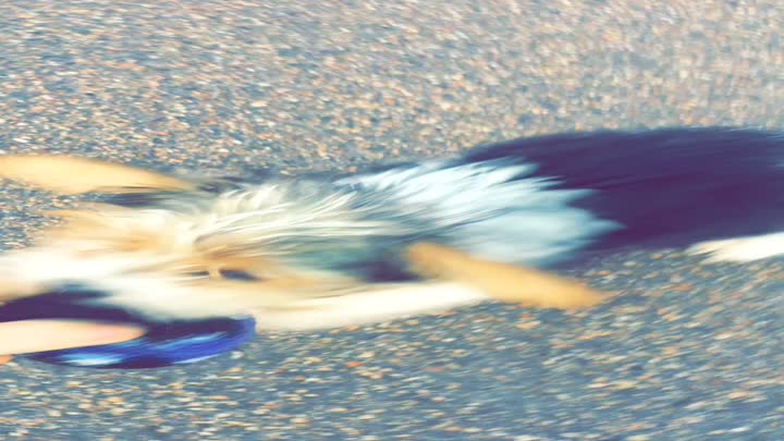Tiny Dog’s Hacky Sack Fetch Game Is Adorably Chaotic