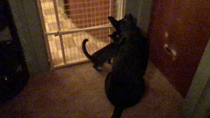 Escaping Cat Gets Caught When Railing Gives Way