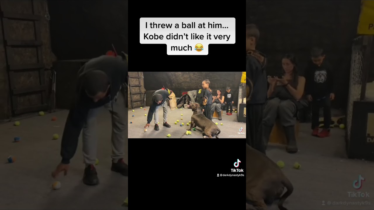 Pit bull reacts angrily after tennis ball toss