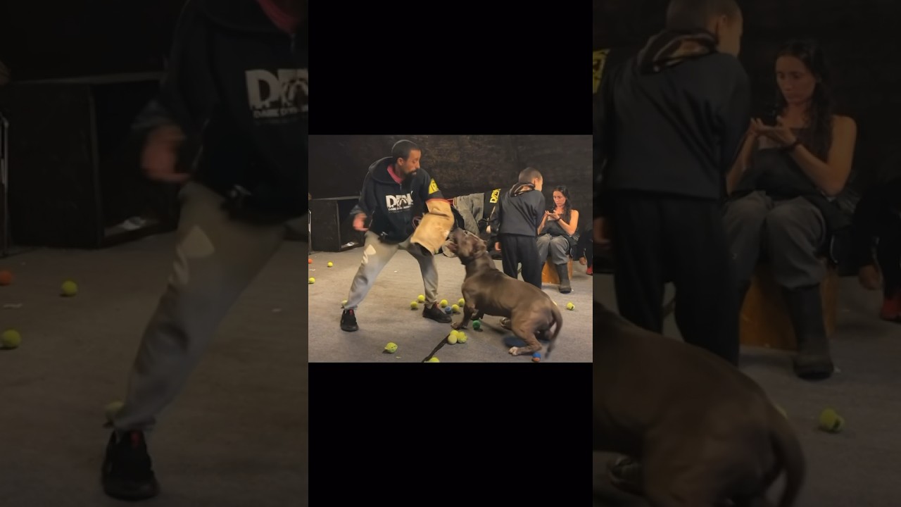 This Protective Dog Will Do Anything To Guard His Owner