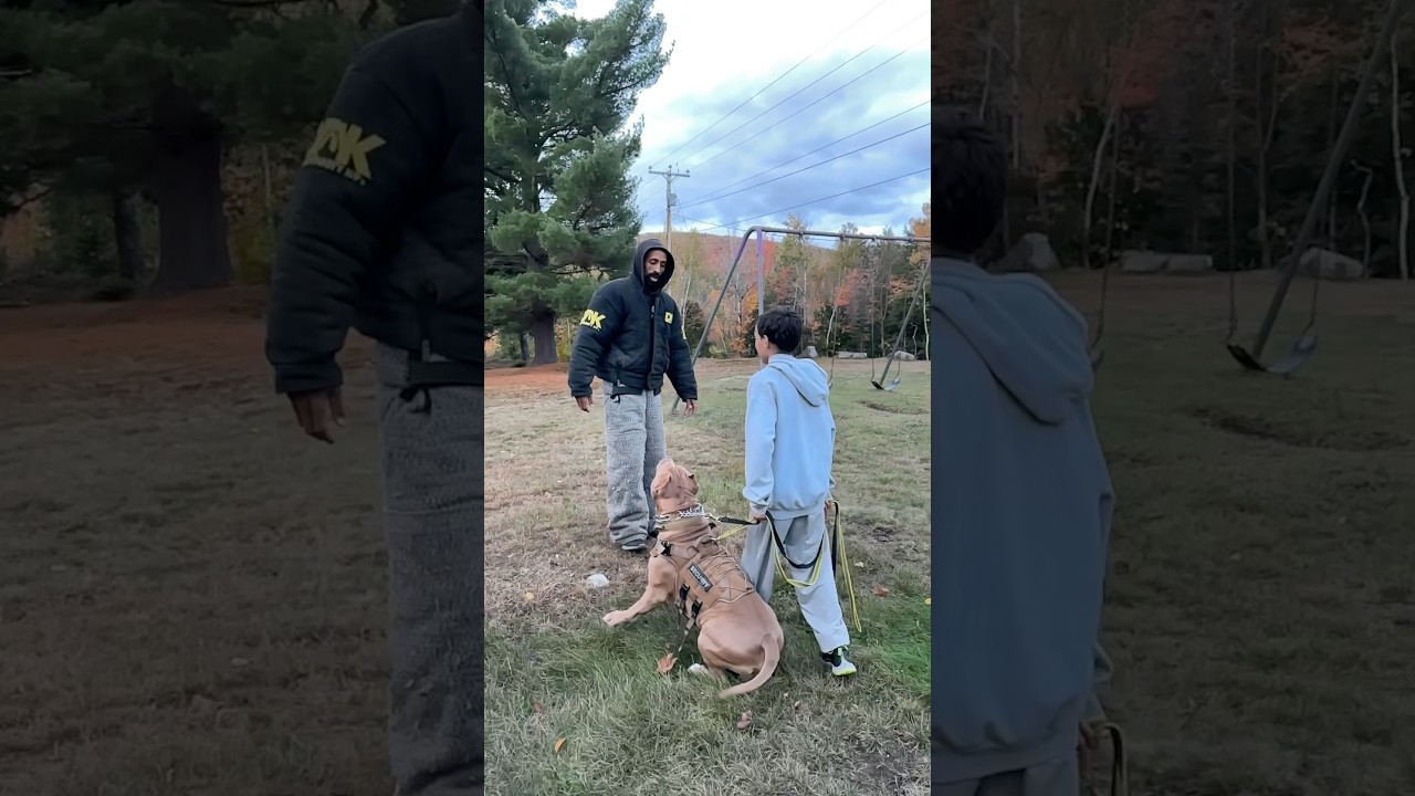 Amazing young boy trains powerful dog for ultimate personal protection