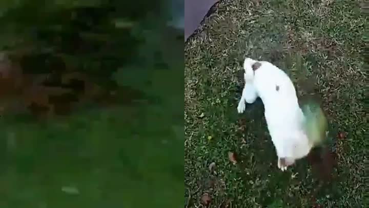 Deflated Ball + Dog = Self-Slap Comedy Show