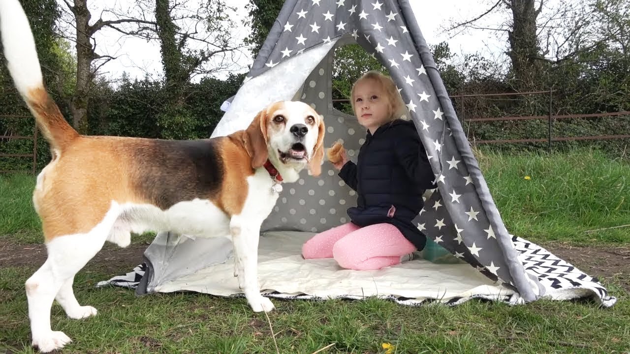 Picnic and adventure walk with playful beagle dogs