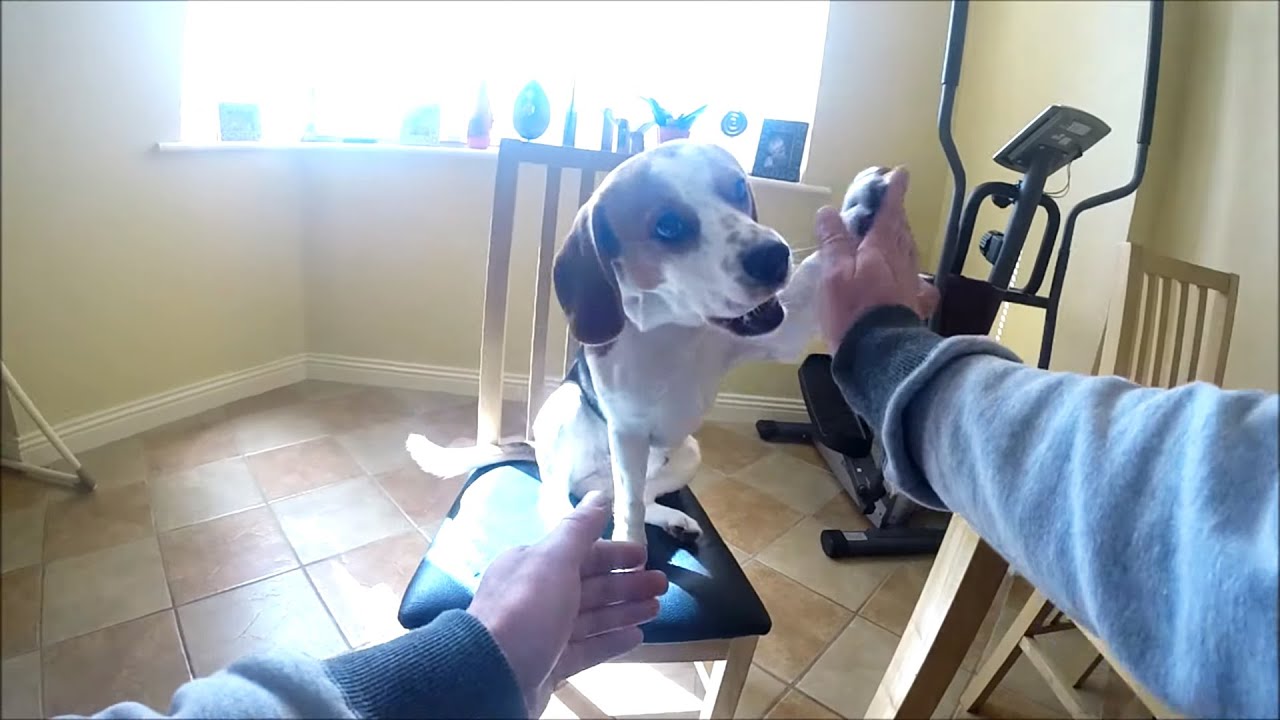 Need a Pick-Me-Up? This Beagle's Patty Cake Skills are Seriously Impressive