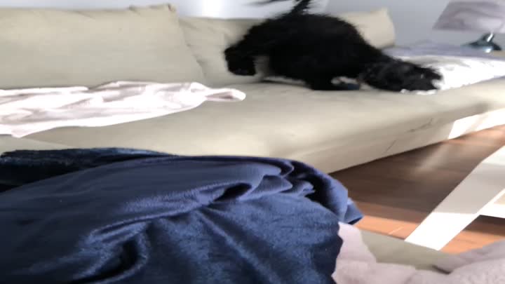 Wet Dog Gets Zoomies and Wipes Out on Couch