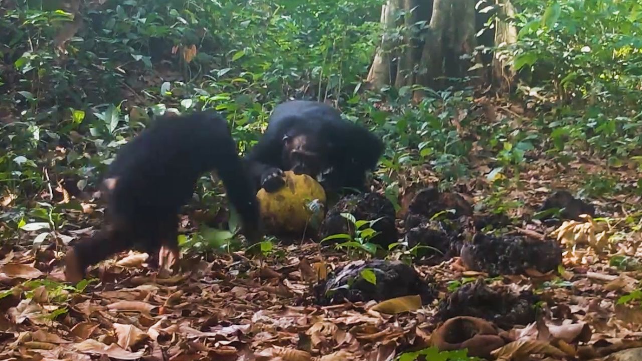 Chimps caught on camera sharing "boozy" fruit for first time