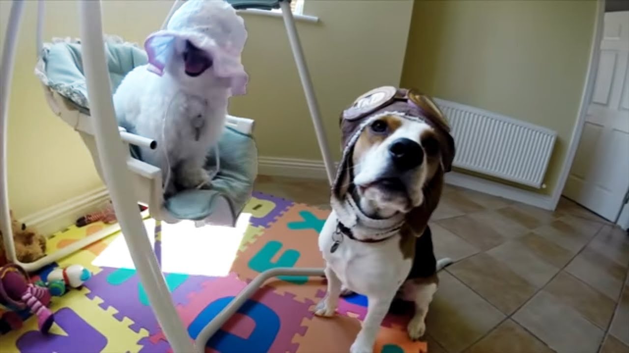Beagle swings puppy like tiny aviator hero