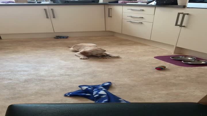 This Happy Puppy Can’t Stop Playing With New Toy