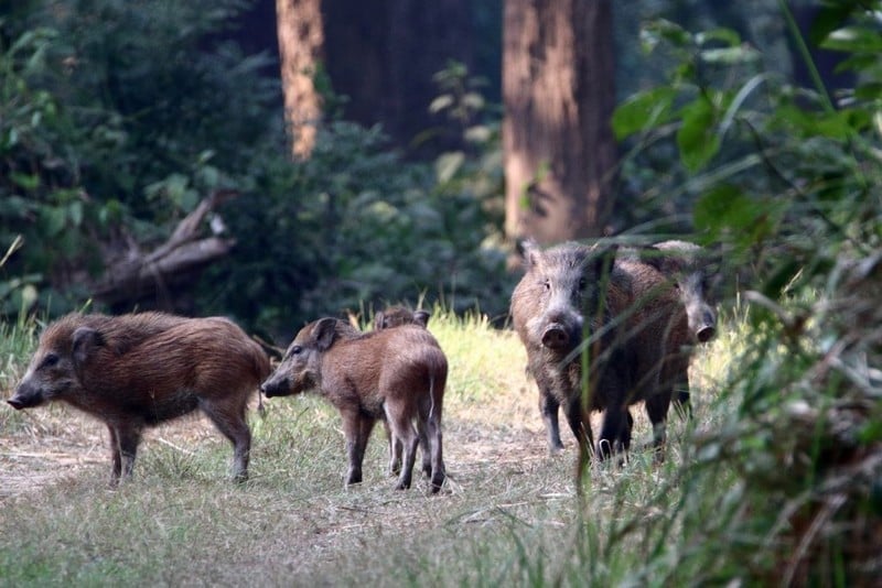 Rising wild boar numbers in Saidia spark public safety concerns