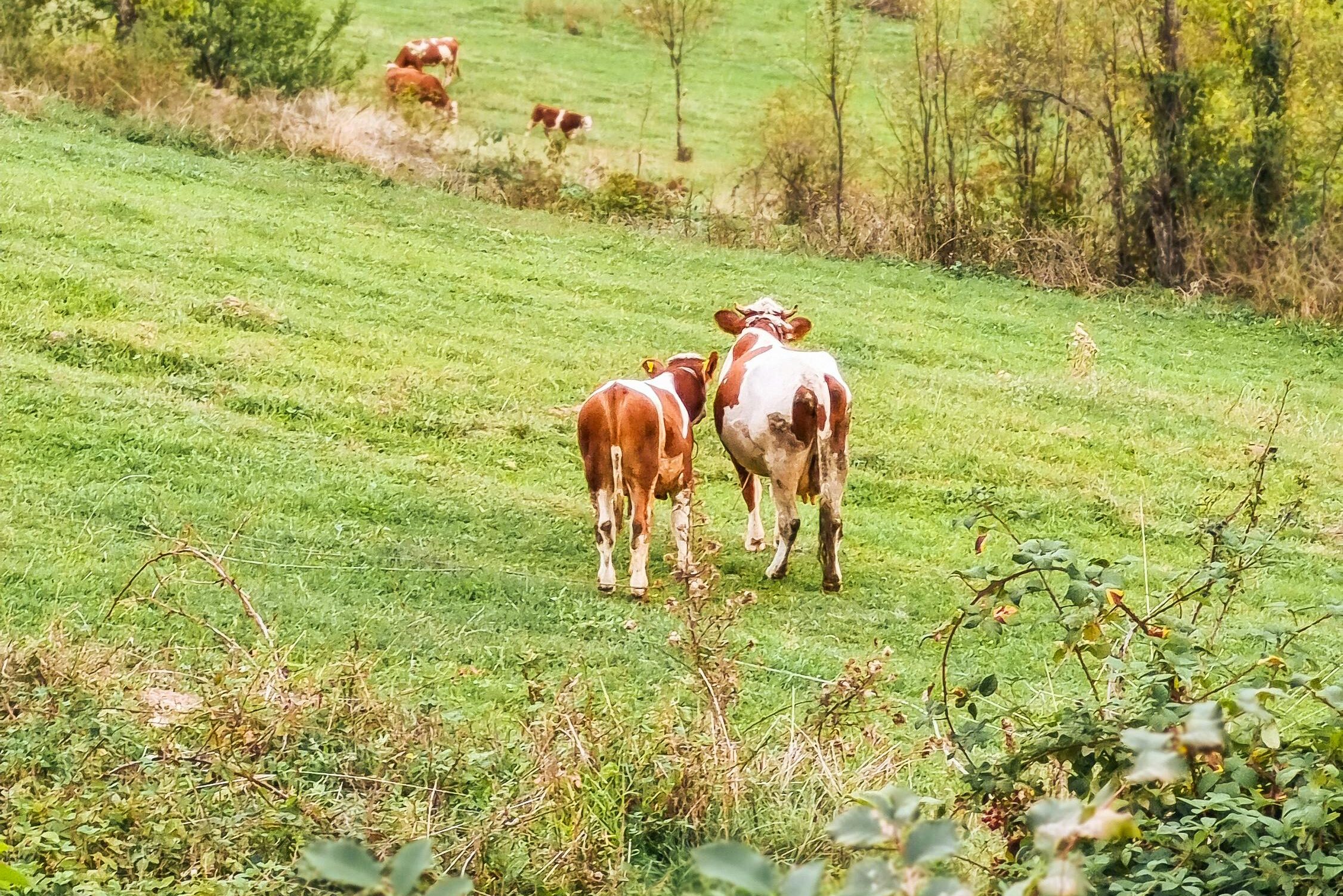 Abandoned for 150 Years, These Island Cows Evolved in a Way No One Expected