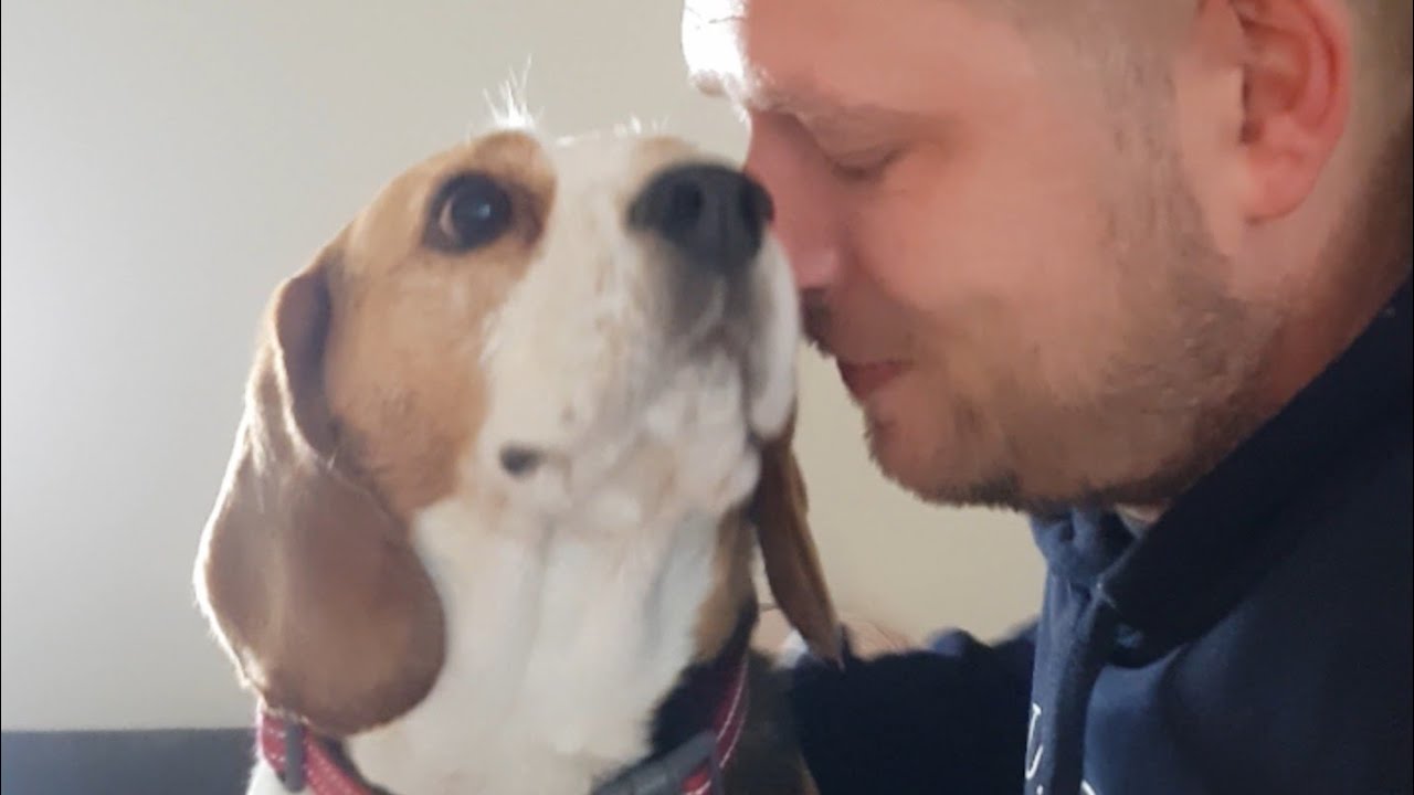 Beagle Dogs' Over-the-Top Greeting for Owner Gone Just Two Minutes