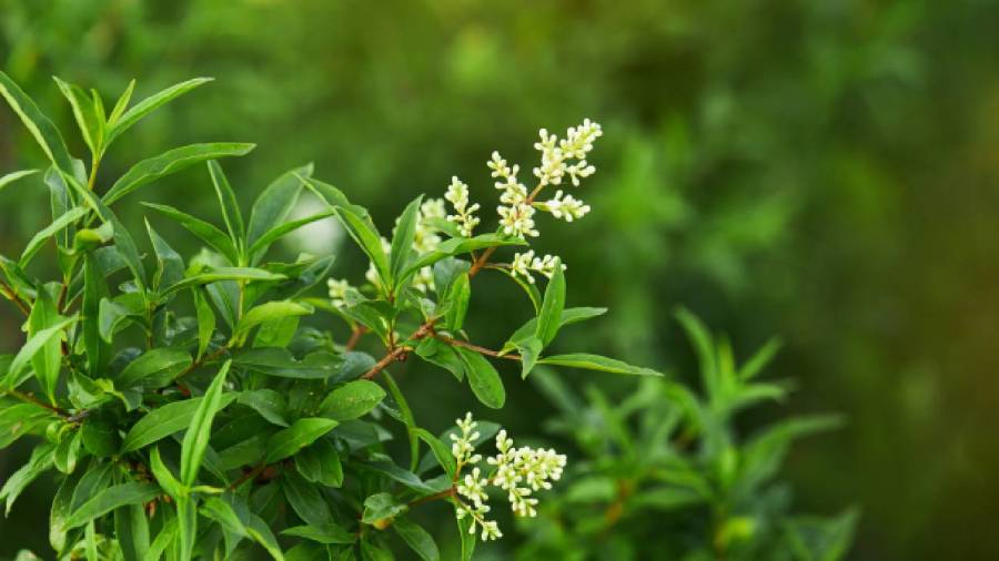 Ohio invasive plant list grows longer