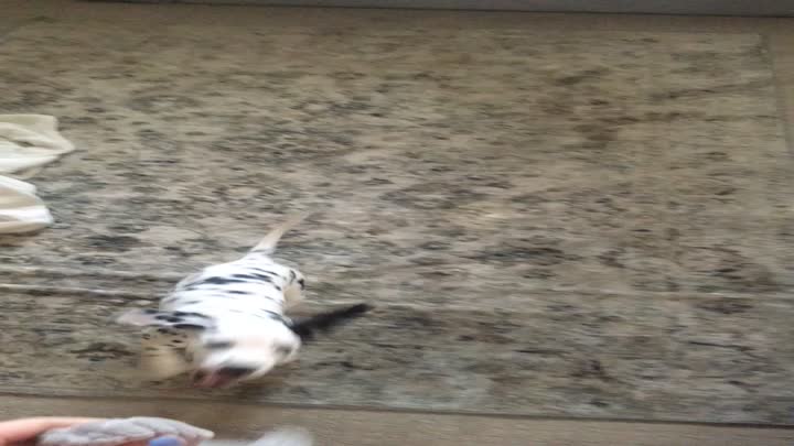 Dalmatian Puppy Tries to Jump—and Totally Wipes Out