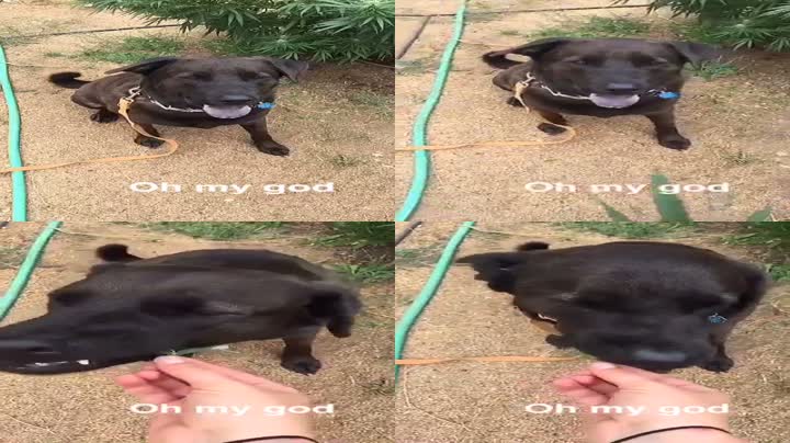 Why Do Dogs Eat Grass? This One Really Enjoys It