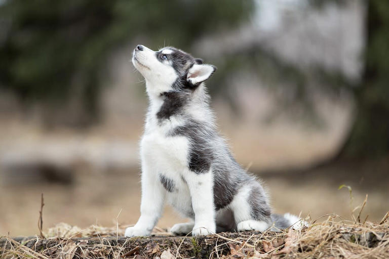 Husky Parents Discover the Real Reason Their Puppy Wasn’t Gaining ...