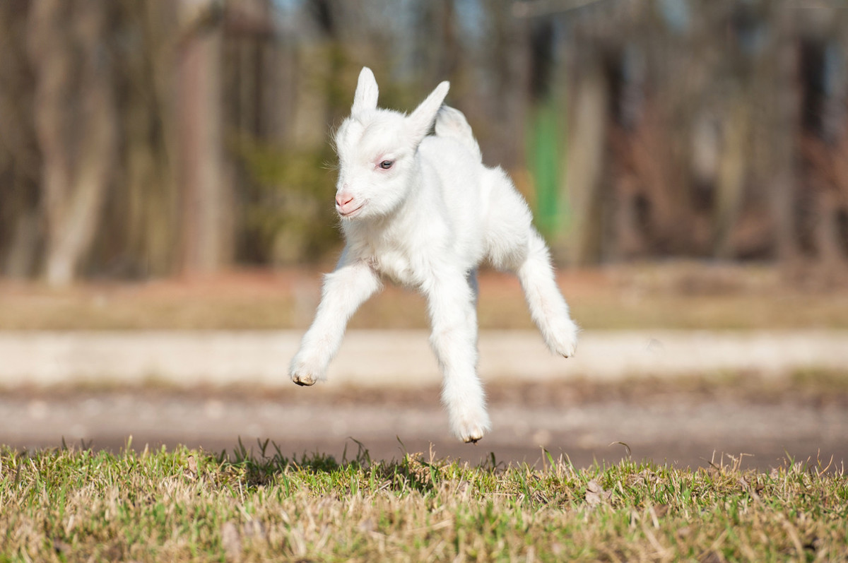 Baby Goat 'Discovers His Hops' and It's So Cute People Can't Take It