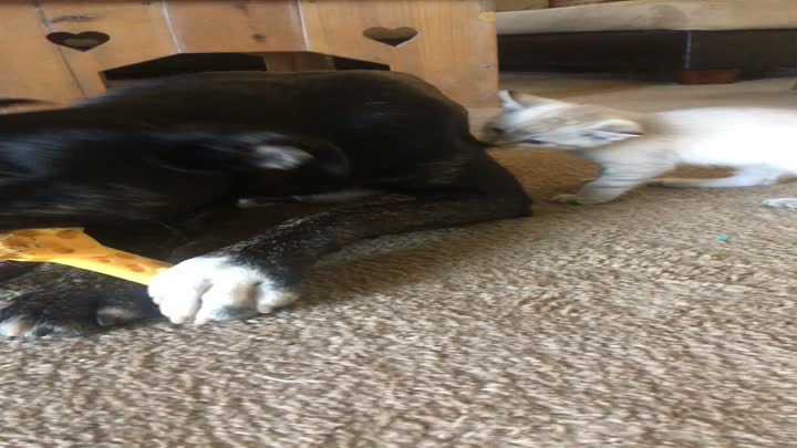 Tiny Kitten Tries So Hard to Get Dog’s Attention