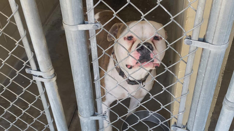 NHC leaders look to enhance animal welfare, raise fees to promote ...